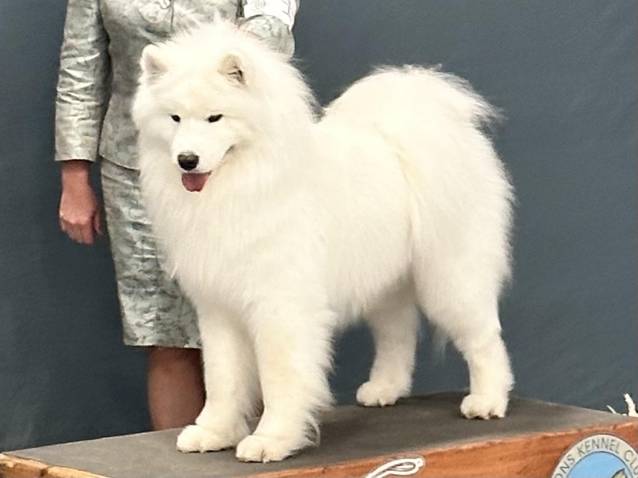Ch.Polar Mist N Mishka's Spirit Of The Bear (Tuk) - Polar Mist Samoyeds