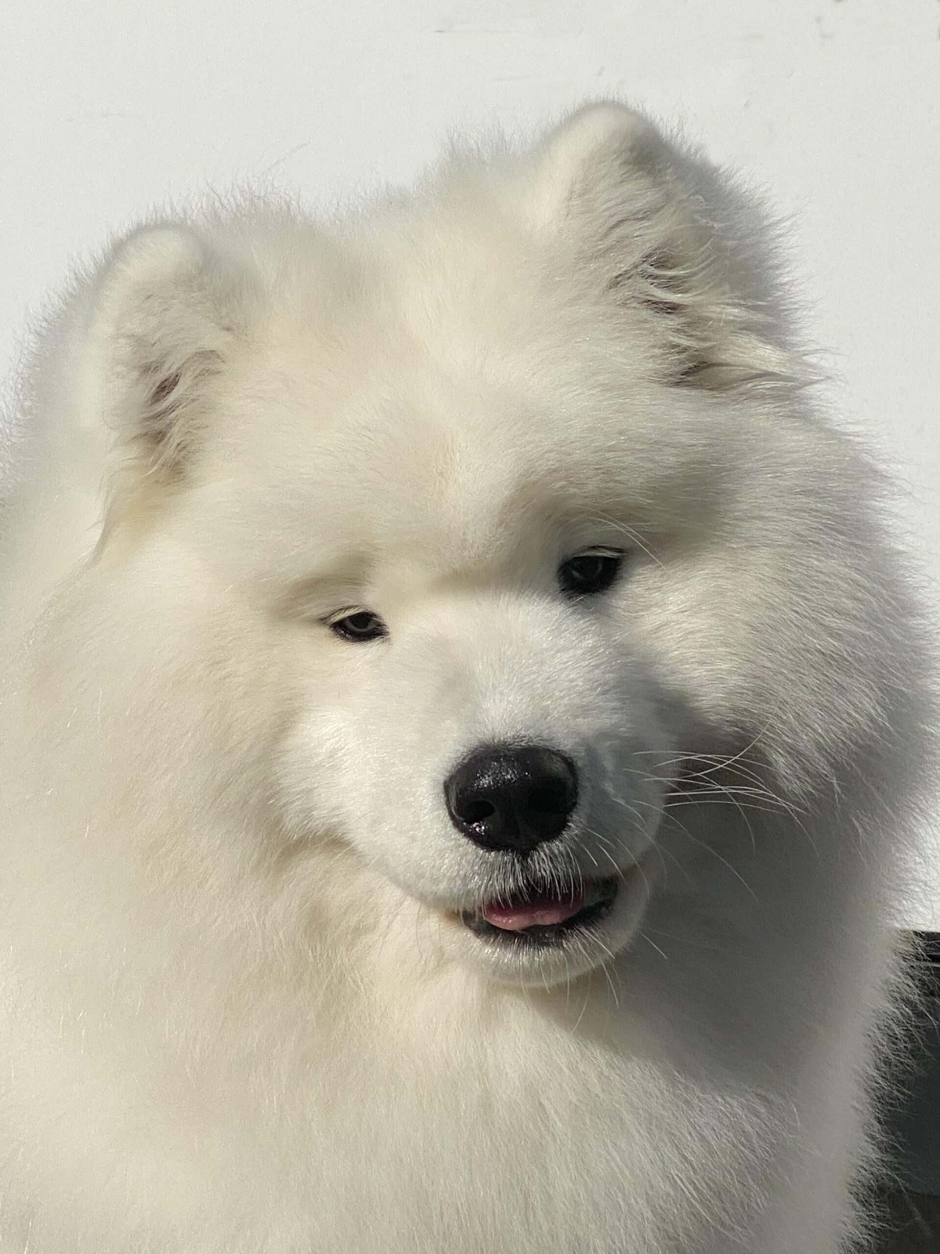 BIS.CH.Vanderbilt N' Polar Mist Summer Halestorm (late Winter 26 ...